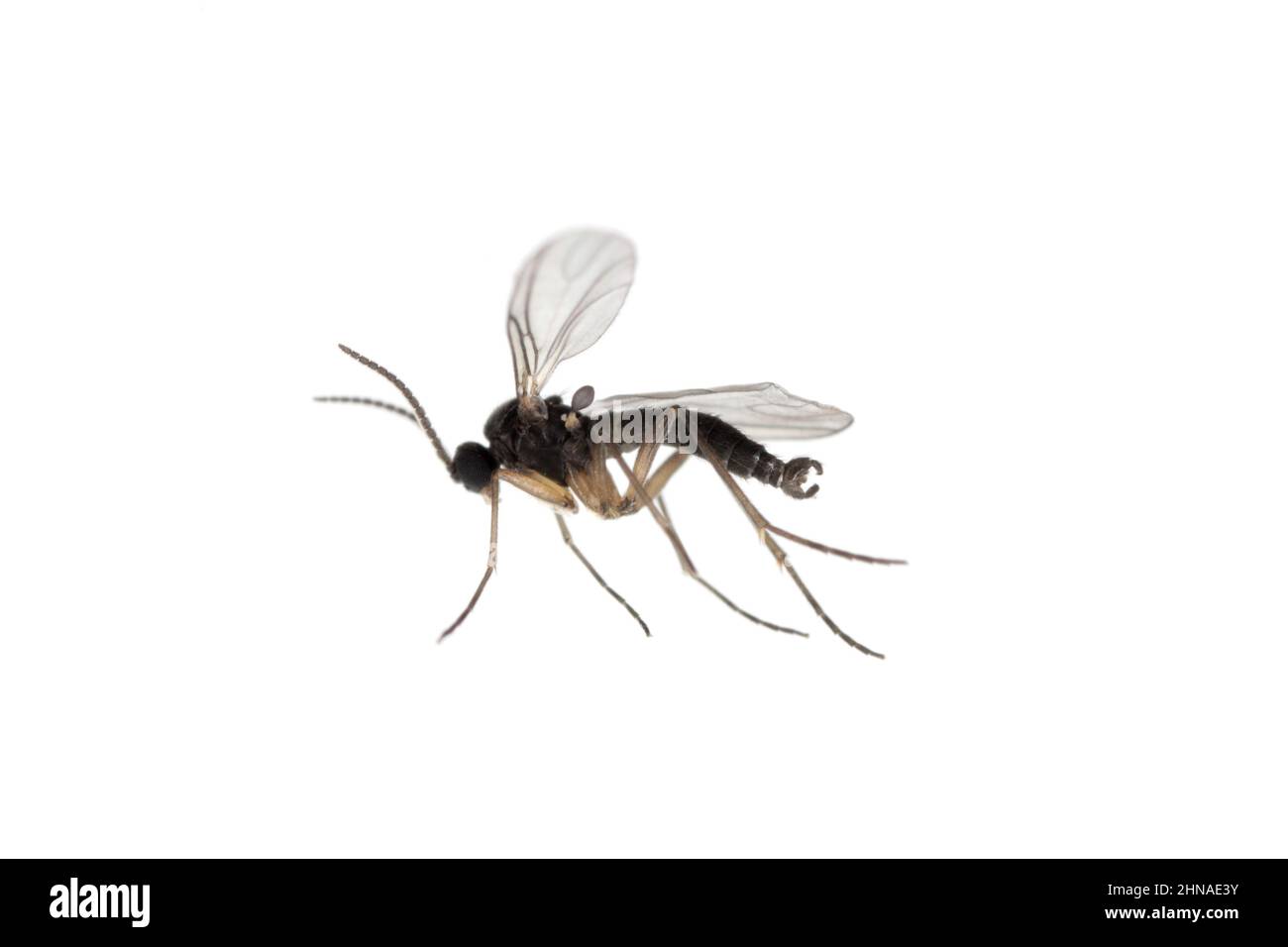 Dark-winged fungus gnat, Sciaridae isolated on white background, these ...