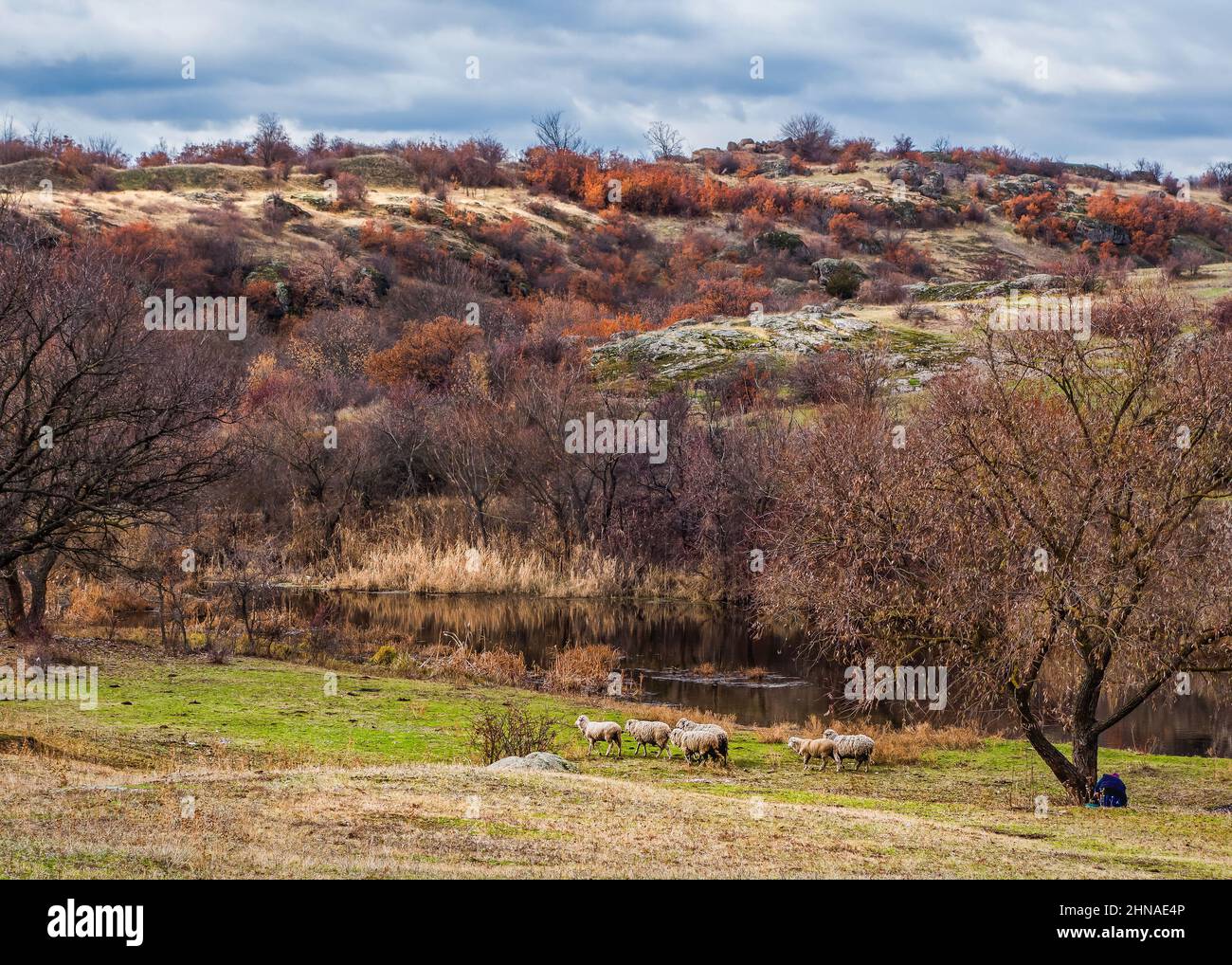 Sheeps under the tree in autumn landscape in the Ukrainian prairie ...
