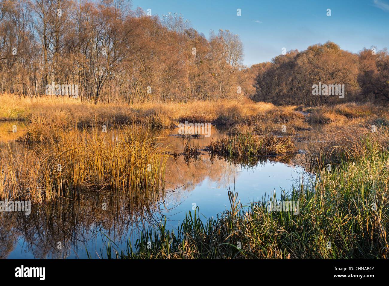 Marshland Marsh Bog Trees Stream And Forest In The Fall Stock Photo - Alamy