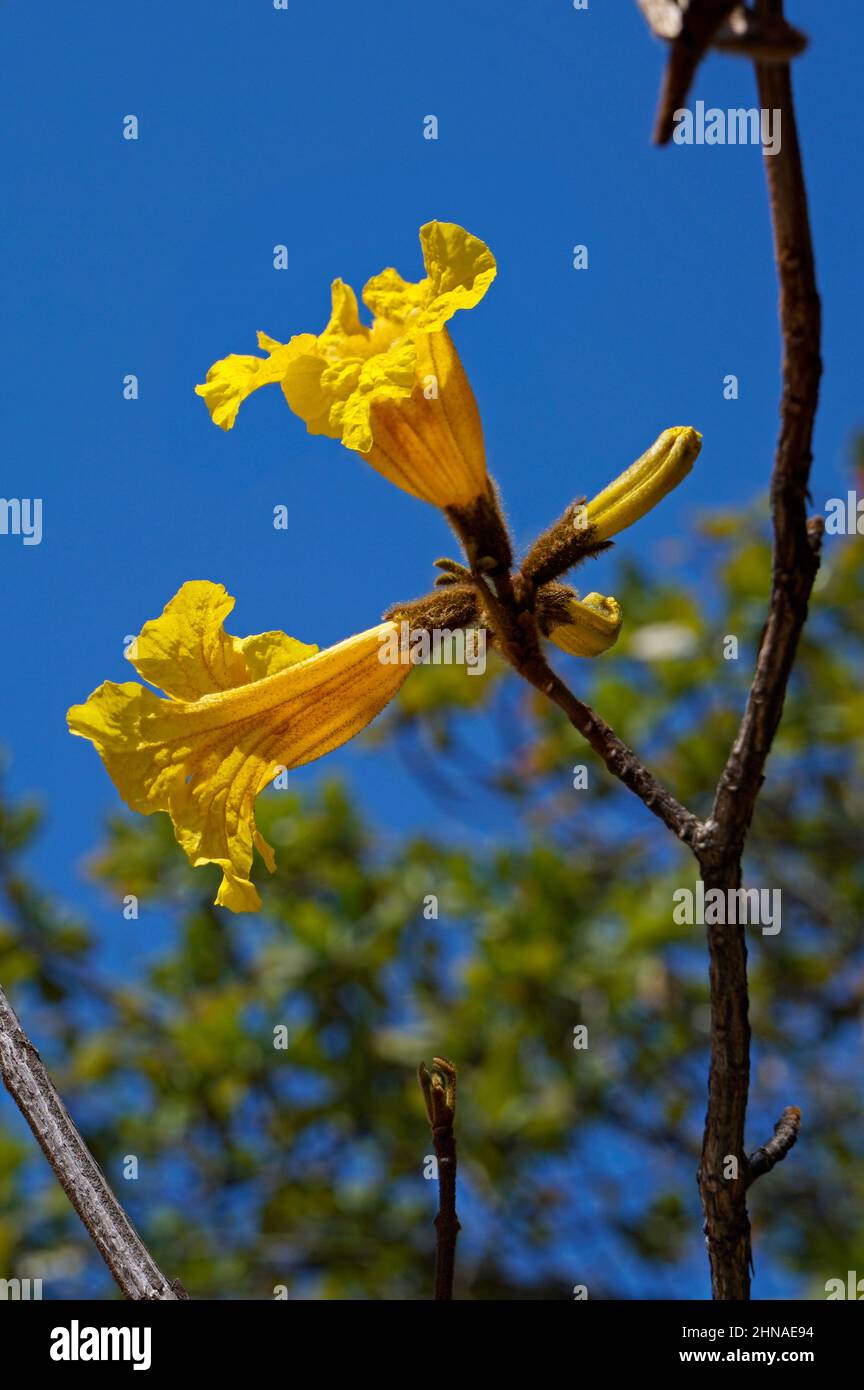 Golden trumpet tree or Yellow ipe tree (Handroanthus chrysotrichus ...