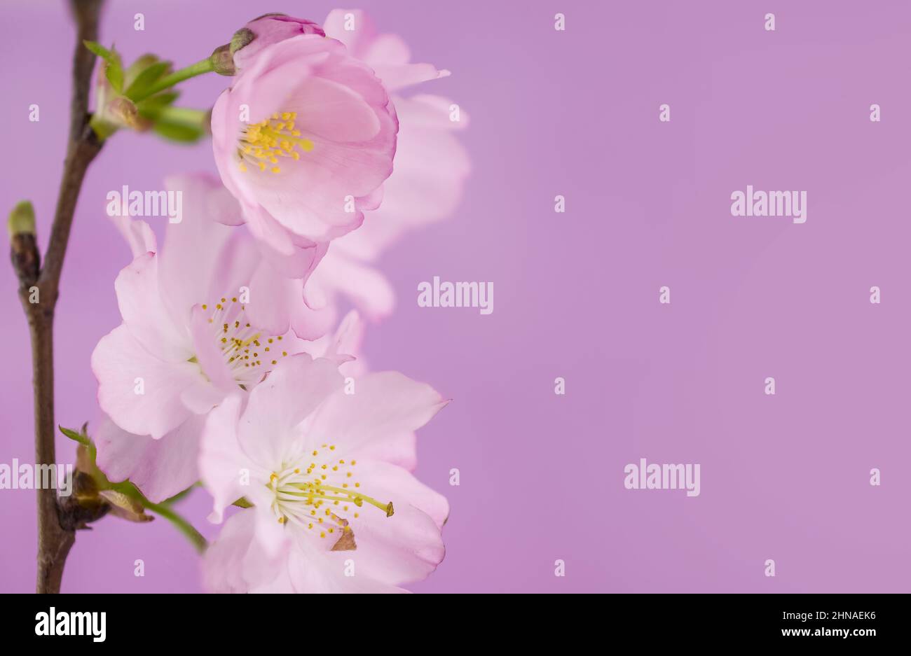 beautiful spring pink cherry blossom with copy space Stock Photo - Alamy