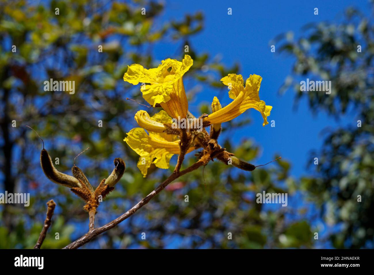 Golden trumpet tree or Yellow ipe tree (Handroanthus chrysotrichus ...