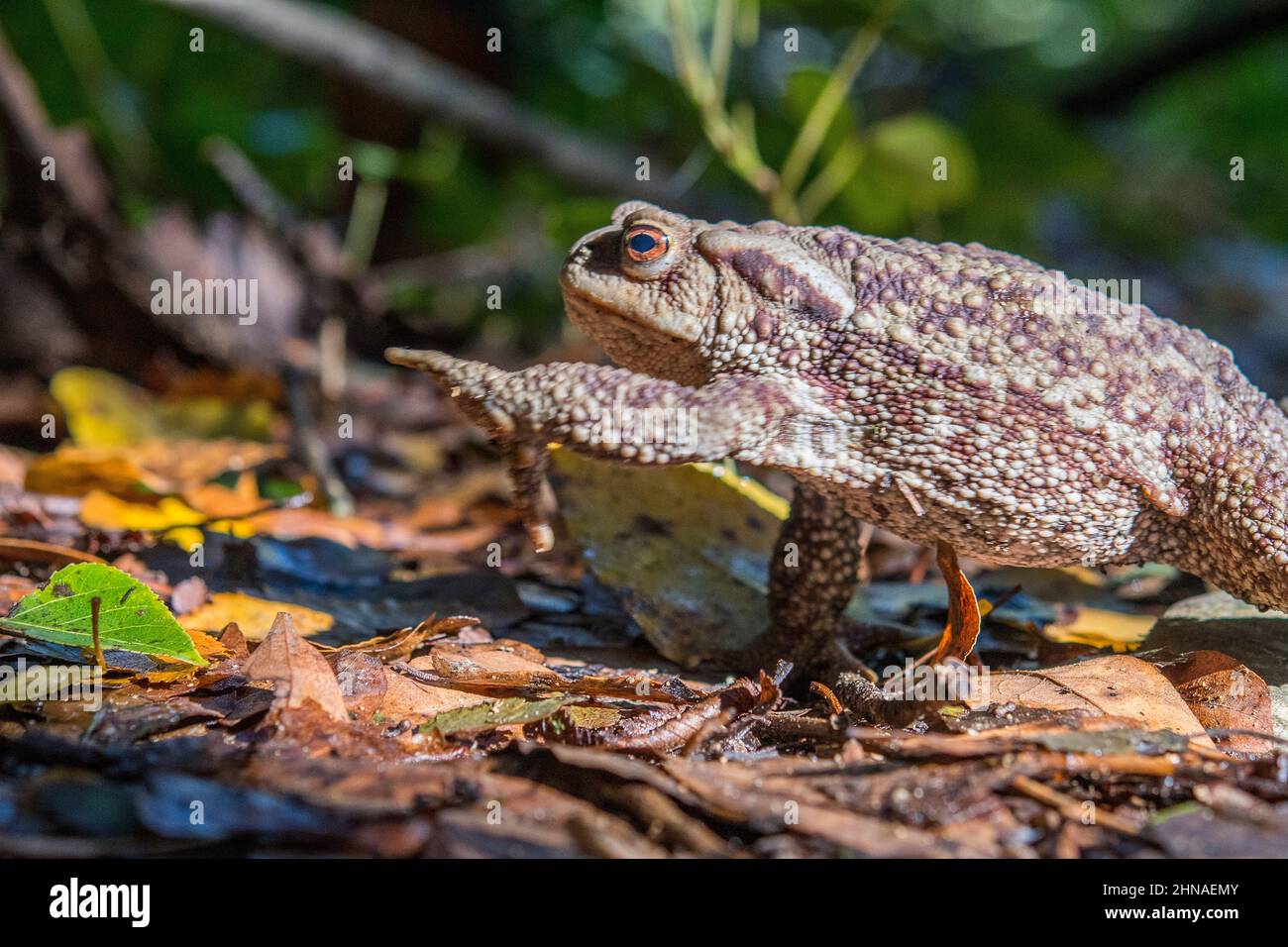 Common toad or European toad (Bufo, bufo Stock Photo - Alamy