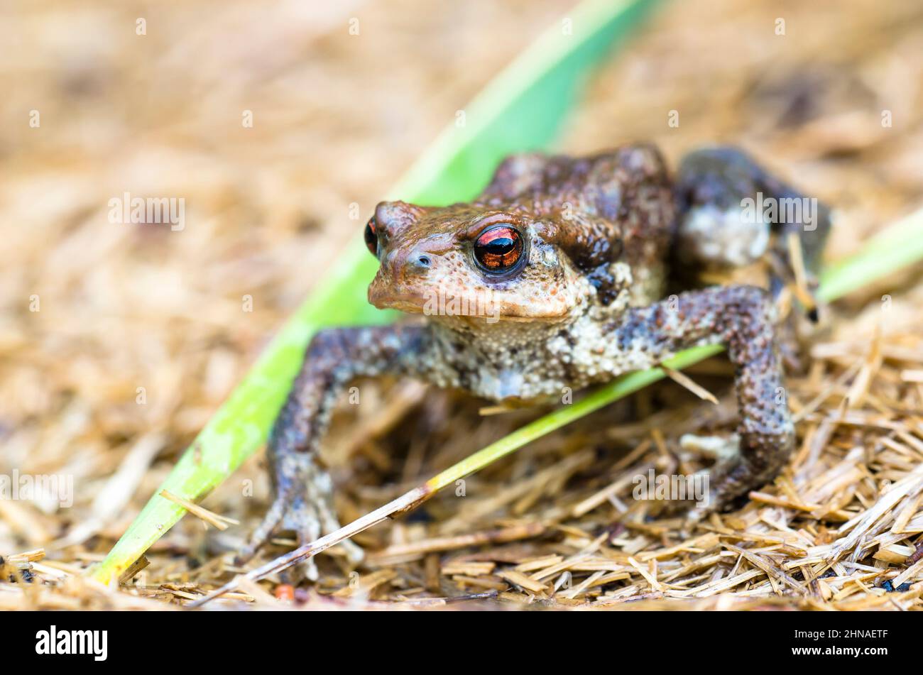 Giant Toad or Spiny Toad (Bufo spinosus) a species very similar to the ...