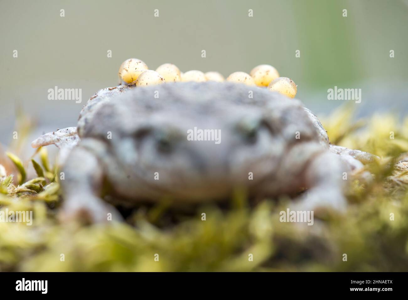 Common midwife toad (Alytes obstetricans), male with eggs Stock Photo ...