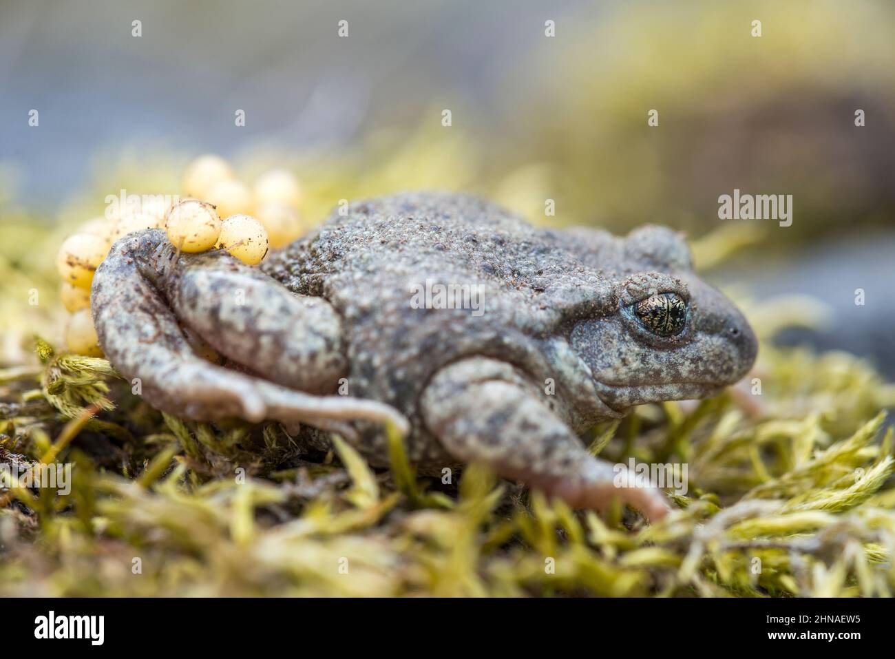 Common midwife toad (Alytes obstetricans), male with eggs Stock Photo ...