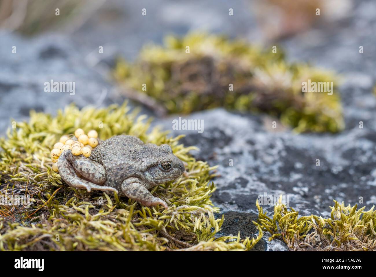 Common midwife toad (Alytes obstetricans), male with eggs Stock Photo ...