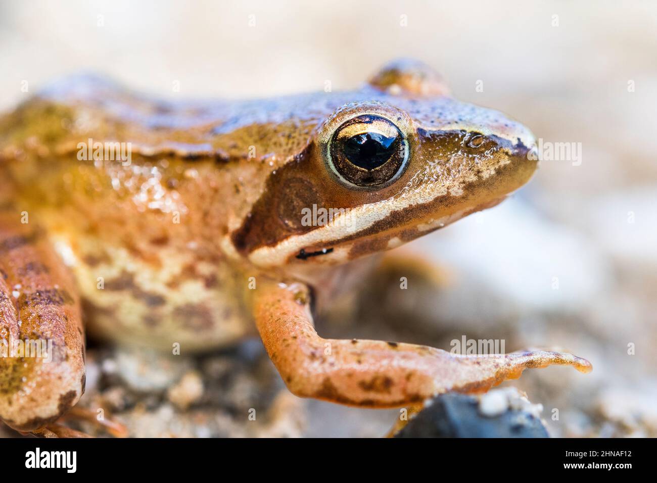 Agile frog (Rana dalmatina Stock Photo - Alamy