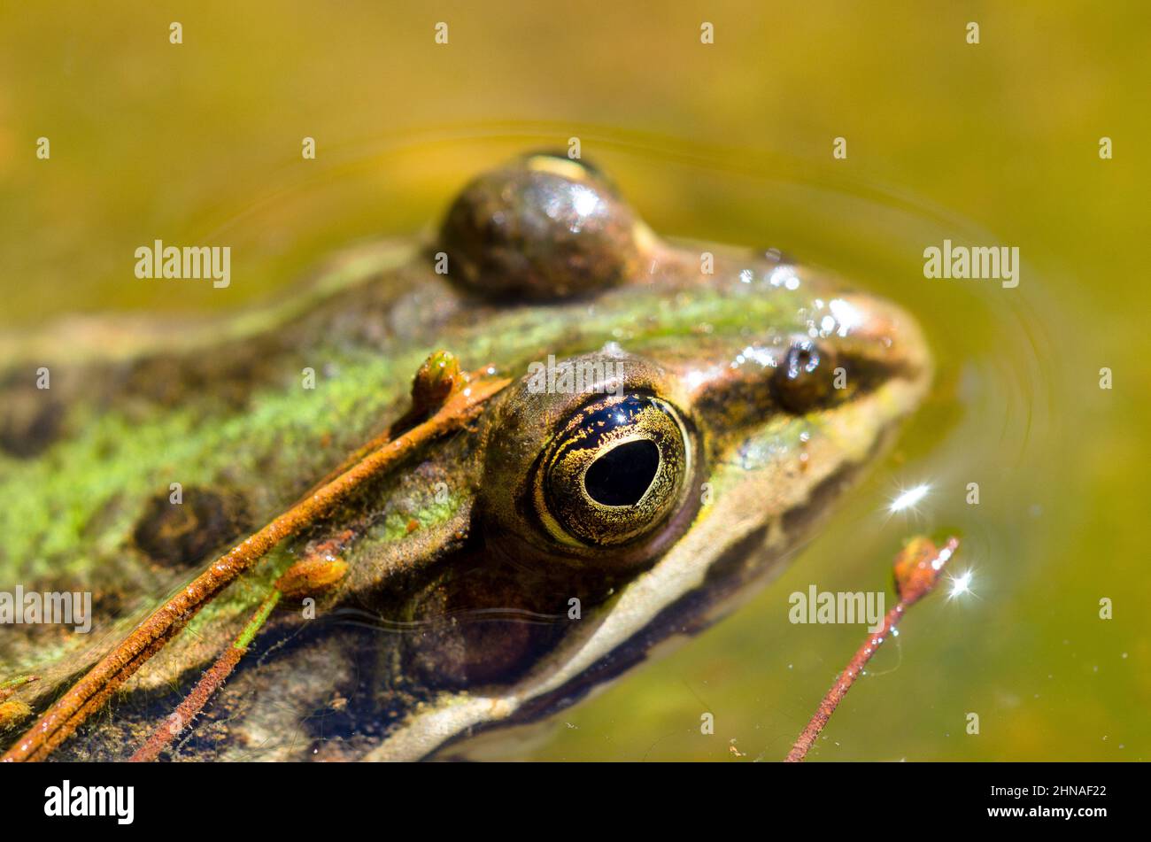 Italian pool frog (Pelophylax bergeri Stock Photo - Alamy
