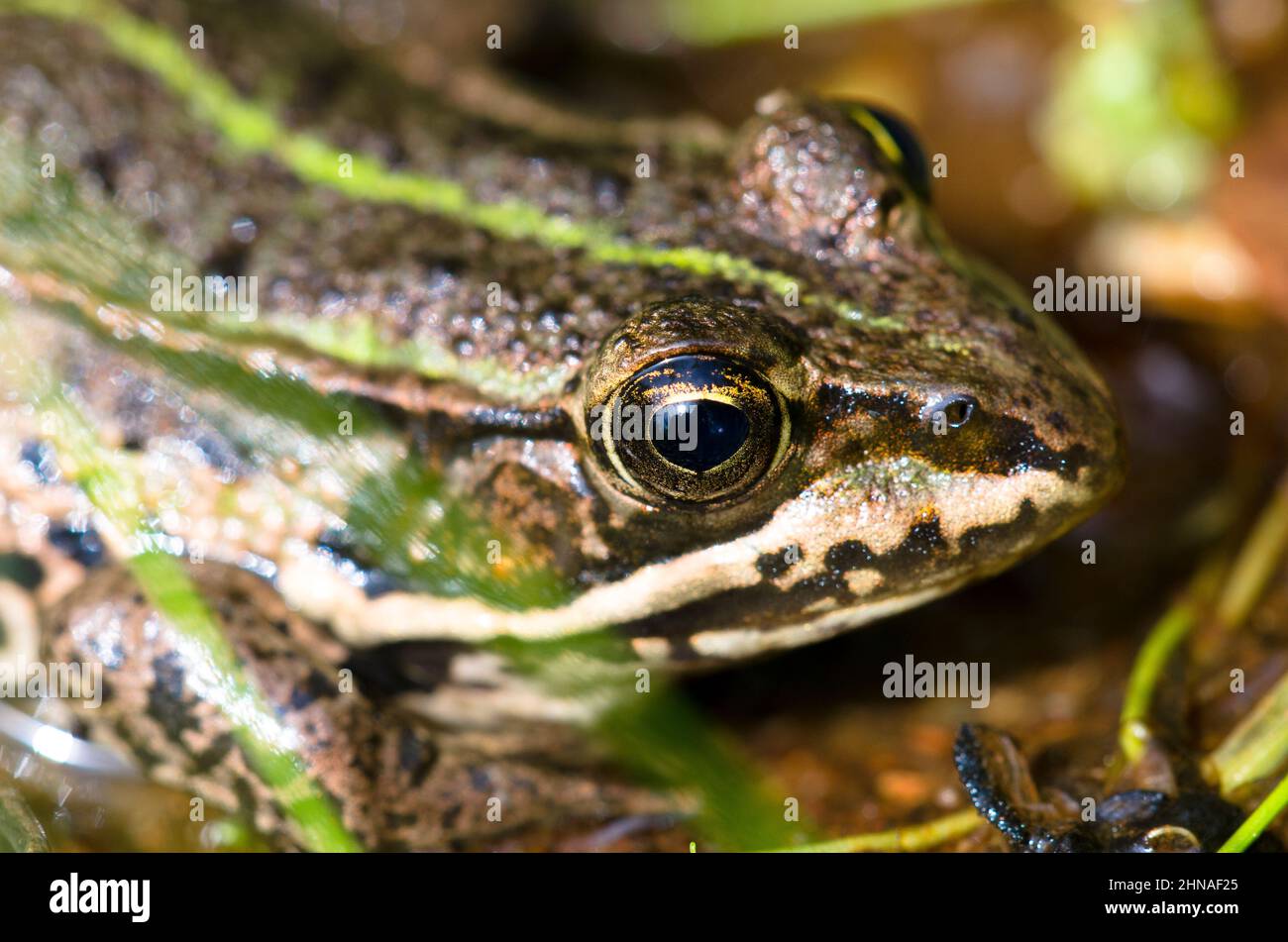 Italian pool frog (Pelophylax bergeri Stock Photo - Alamy