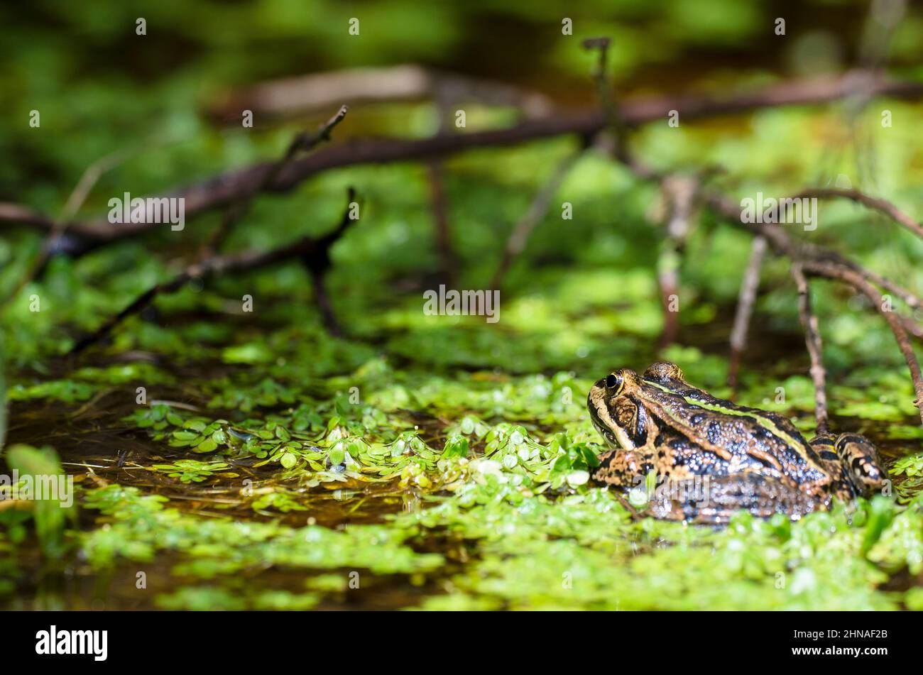 Italian pool frog (Pelophylax bergeri Stock Photo - Alamy