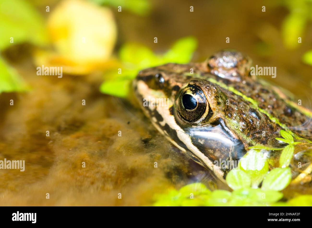 Italian pool frog (Pelophylax bergeri Stock Photo - Alamy