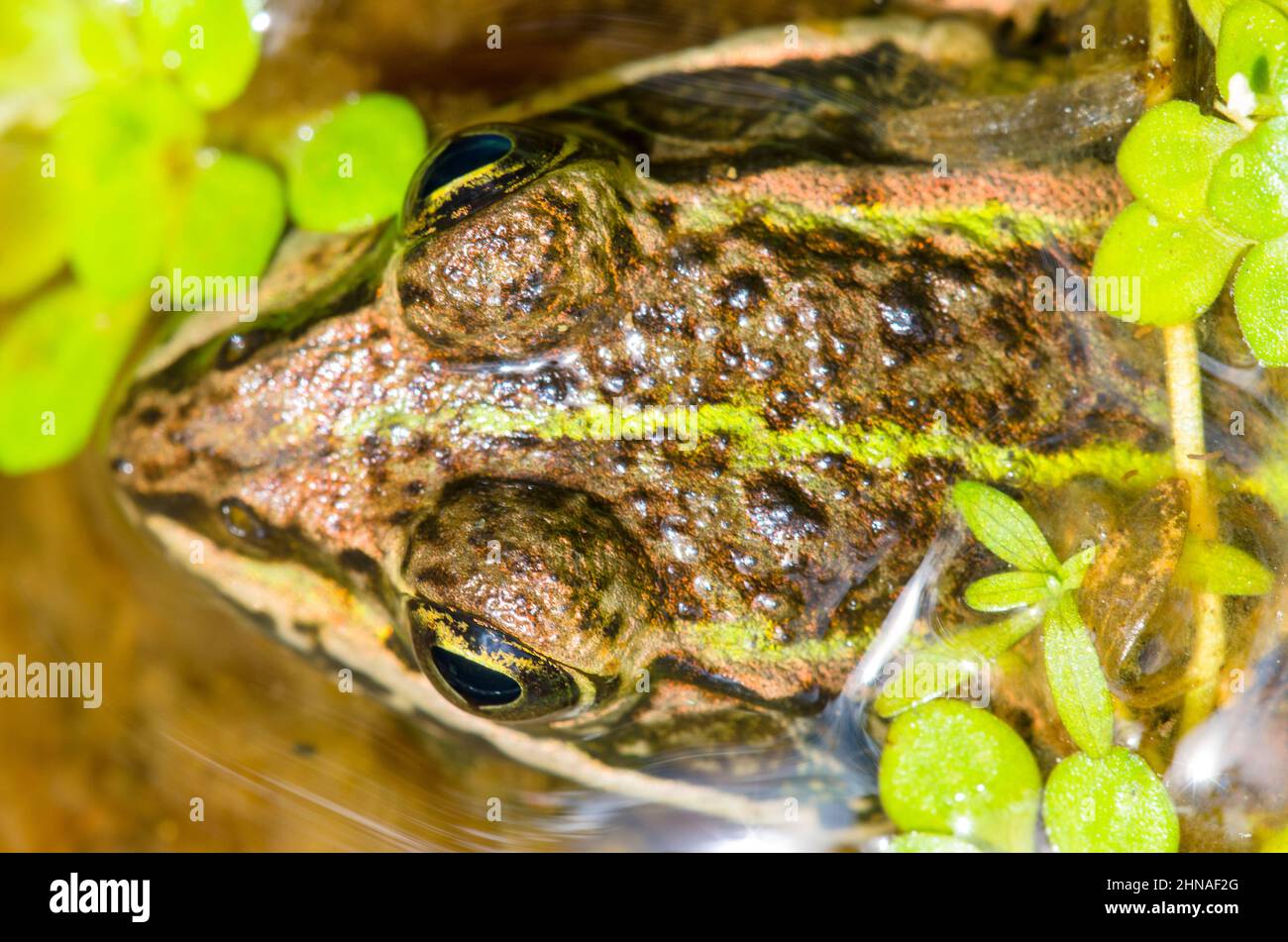 Italian pool frog (Pelophylax bergeri Stock Photo - Alamy