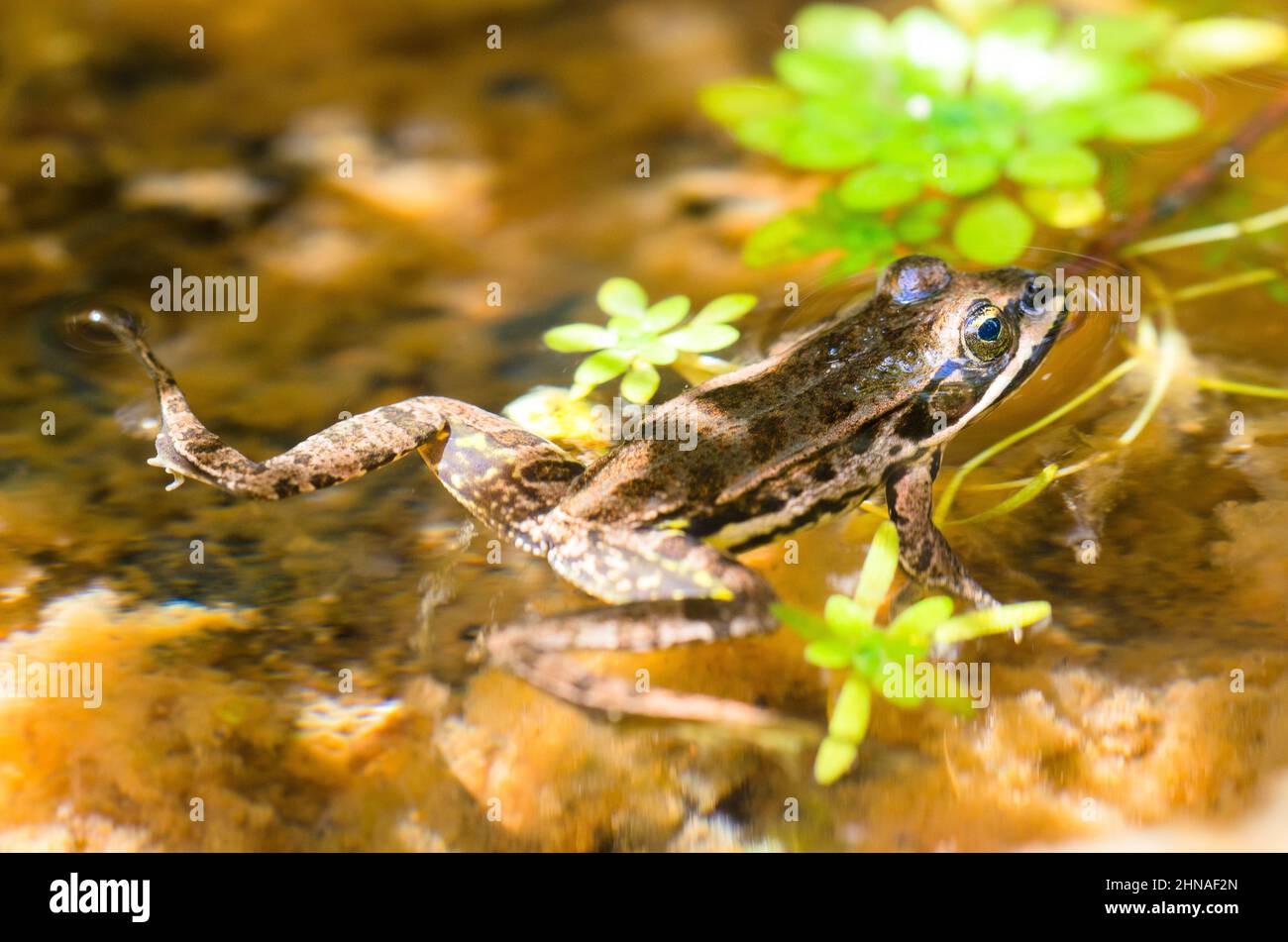 Italian pool frog (Pelophylax bergeri Stock Photo - Alamy