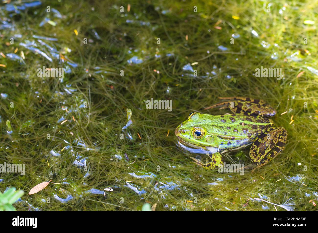 Italian pool frog (Pelophylax bergeri Stock Photo - Alamy