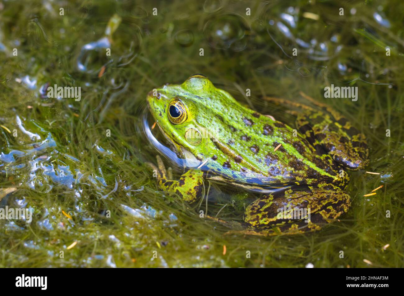 Italian pool frog (Pelophylax bergeri Stock Photo - Alamy