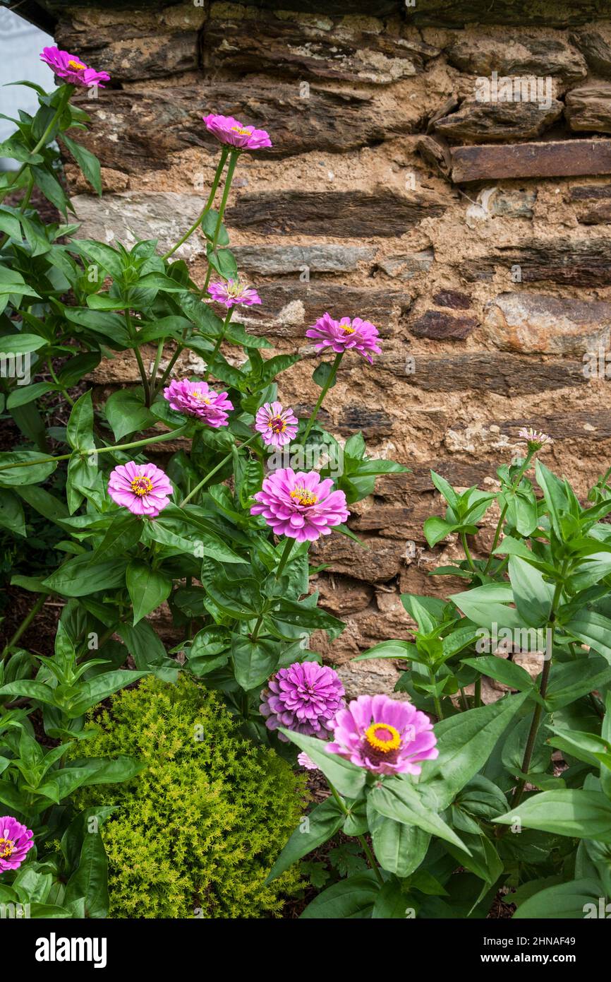 Pink Zinnias against a stone wall, Lancaster County, Pennsylvania, USA ...