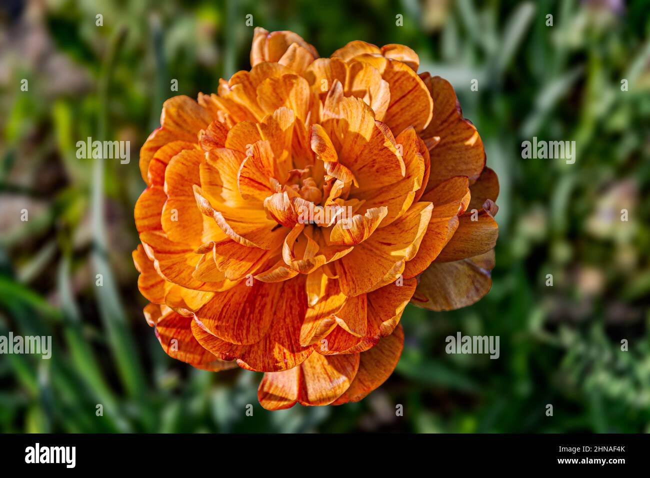Variegated orange hi-res stock photography and images - Alamy