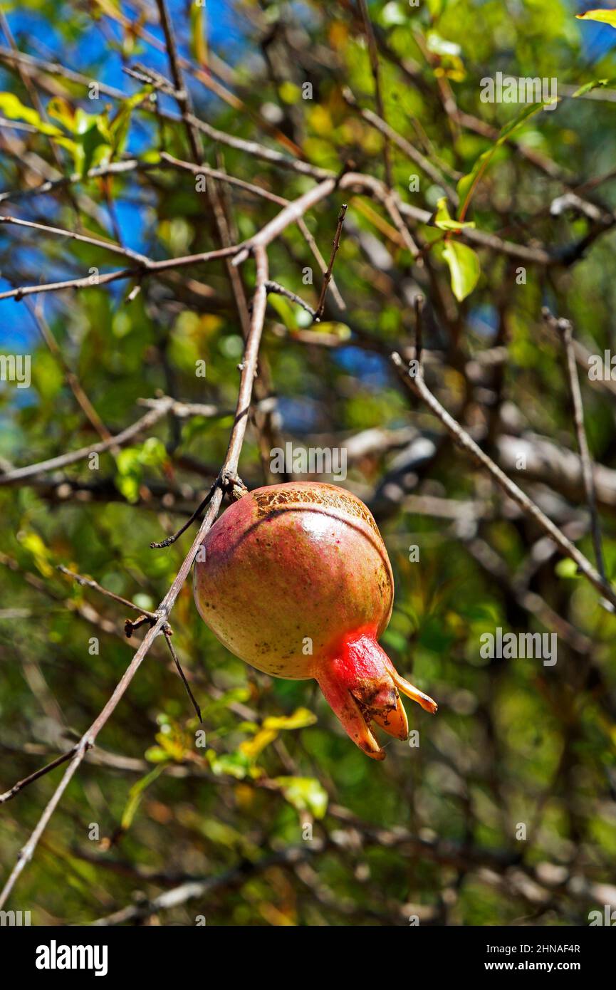 Pomegranate fruit tree growing in hi-res stock photography and images ...
