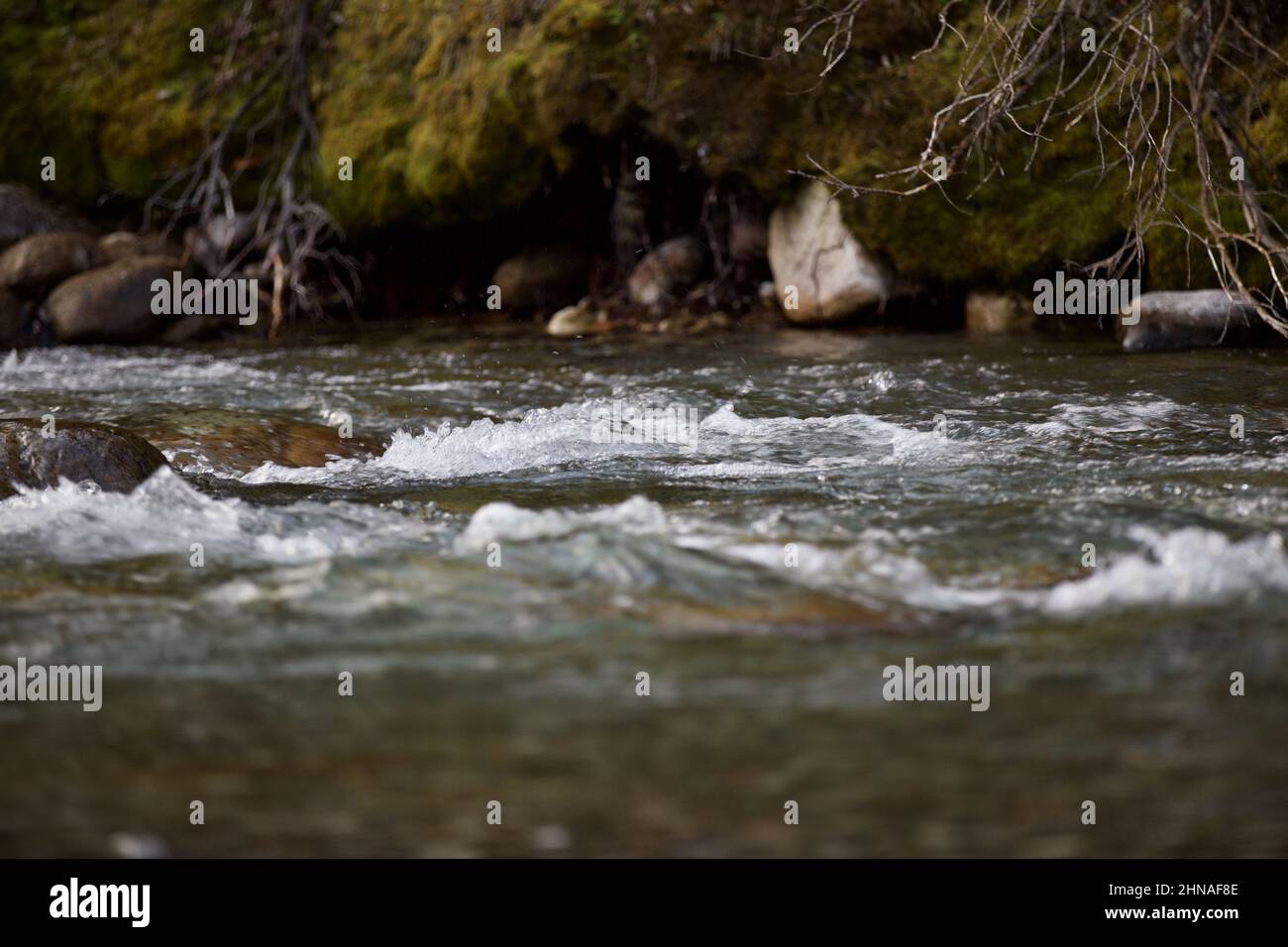 Closeup shot of the river water flow through the dense forest on a ...