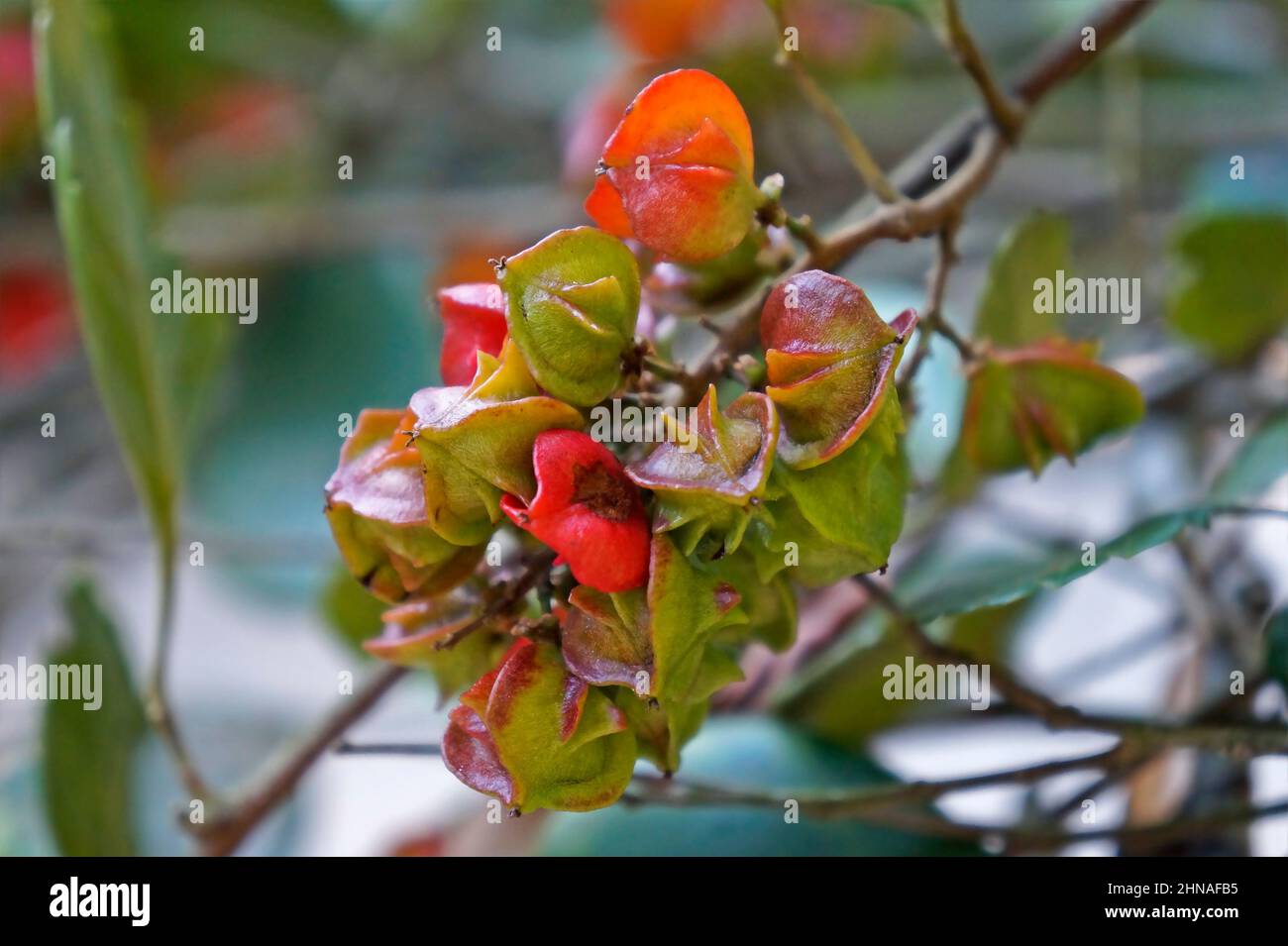 Red fruits wild hi-res stock photography and images - Alamy