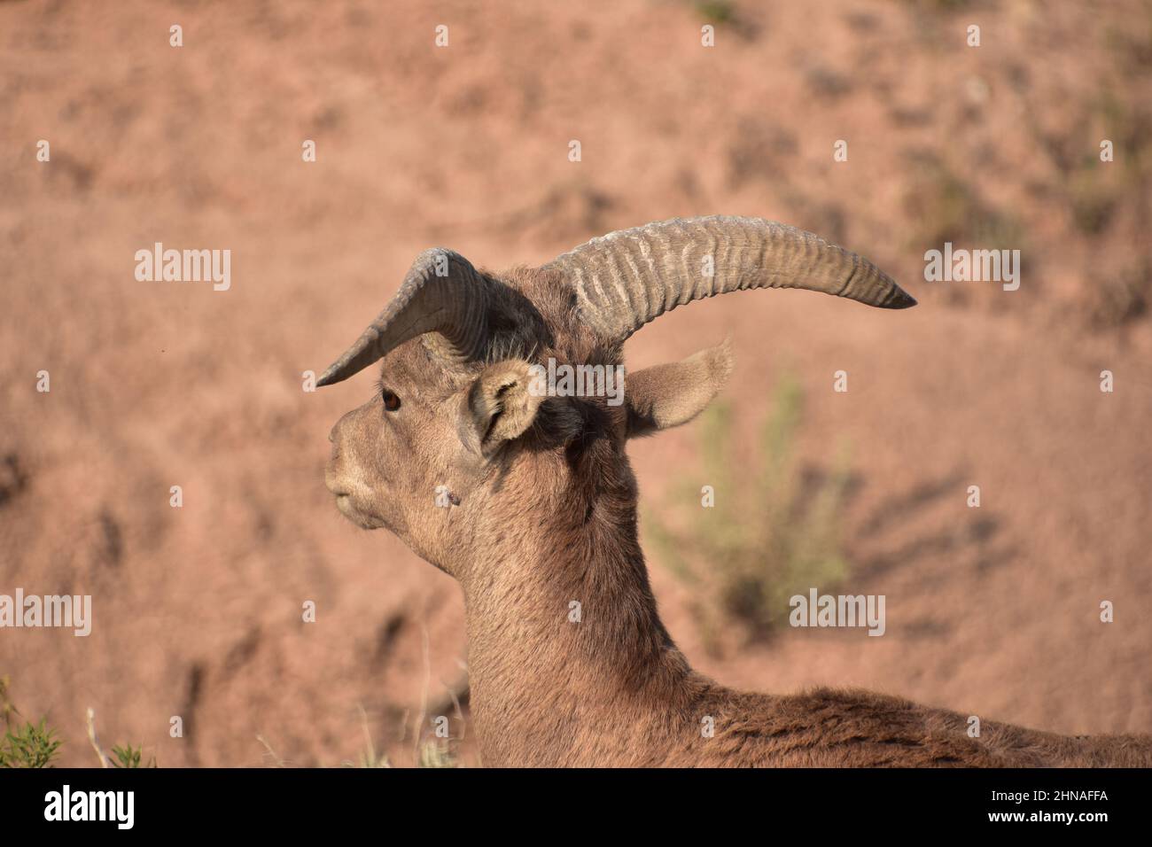 Up close look at the horns of a bighorn sheep in South Dakota Stock ...