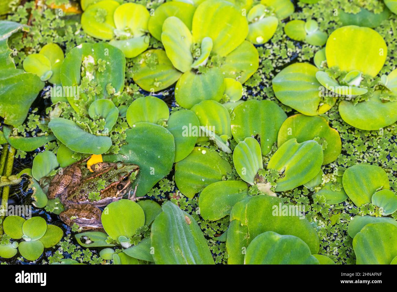 Perez's frog, also known as Iberian waterfrog, Iberian green frog, or ...