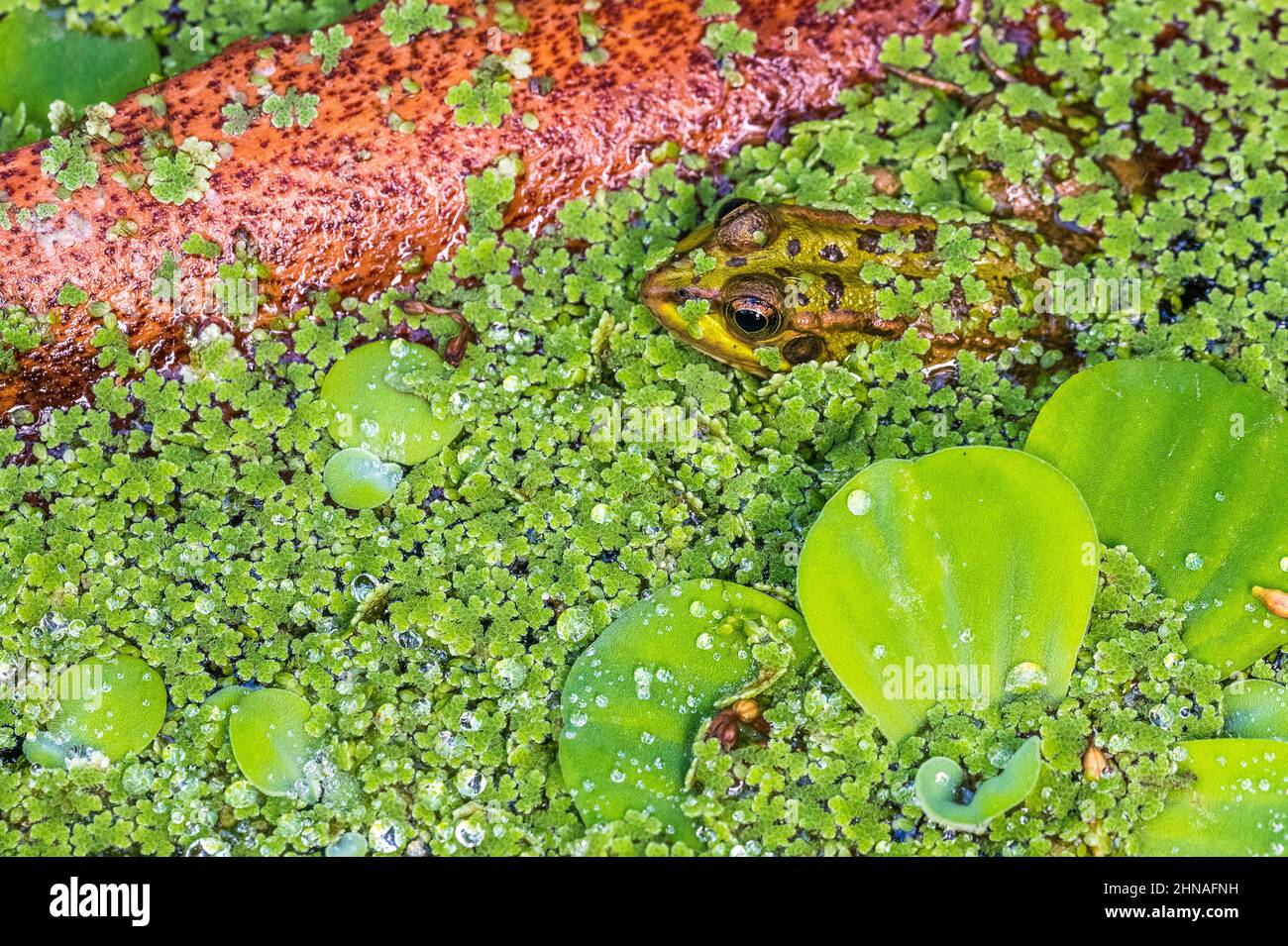 Perez's frog, also known as Iberian waterfrog, Iberian green frog, or ...