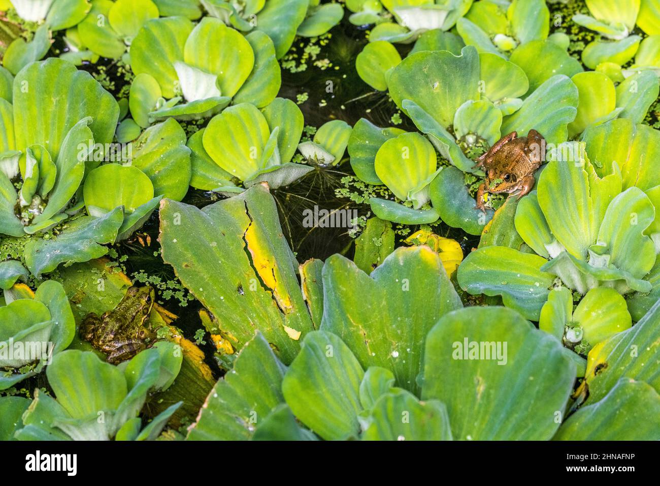 Perez's frog, also known as Iberian waterfrog, Iberian green frog, or ...