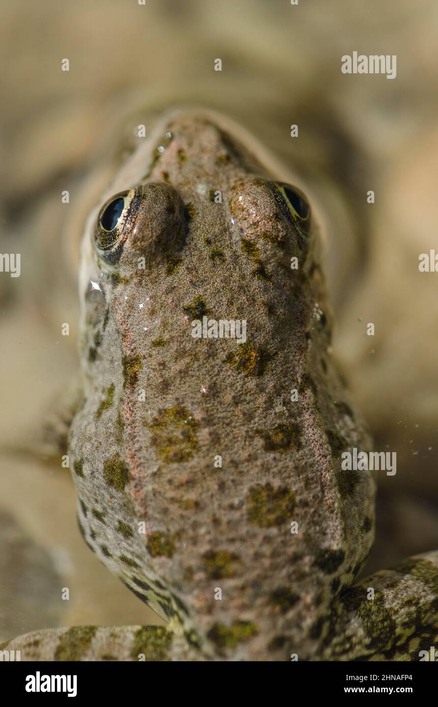 Green frog (Pelophylax sp.) in water Stock Photo - Alamy