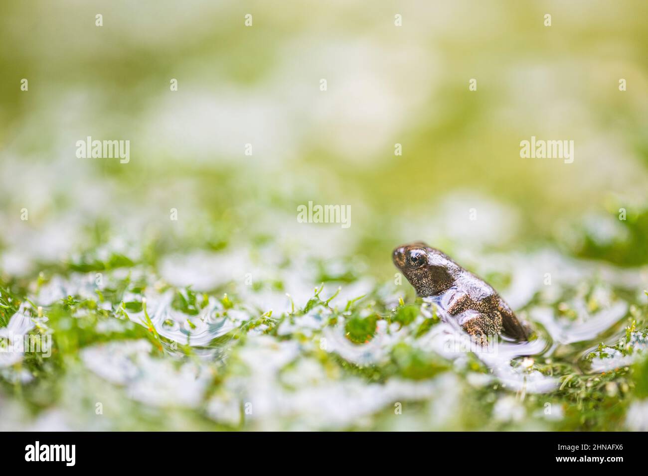 Common frog (Rana temporaria), also known as the European common frog ...