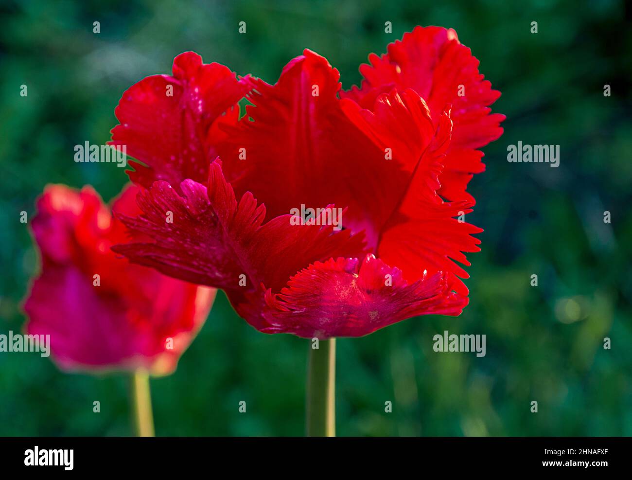 Parrot flower hi-res stock photography and images - Alamy