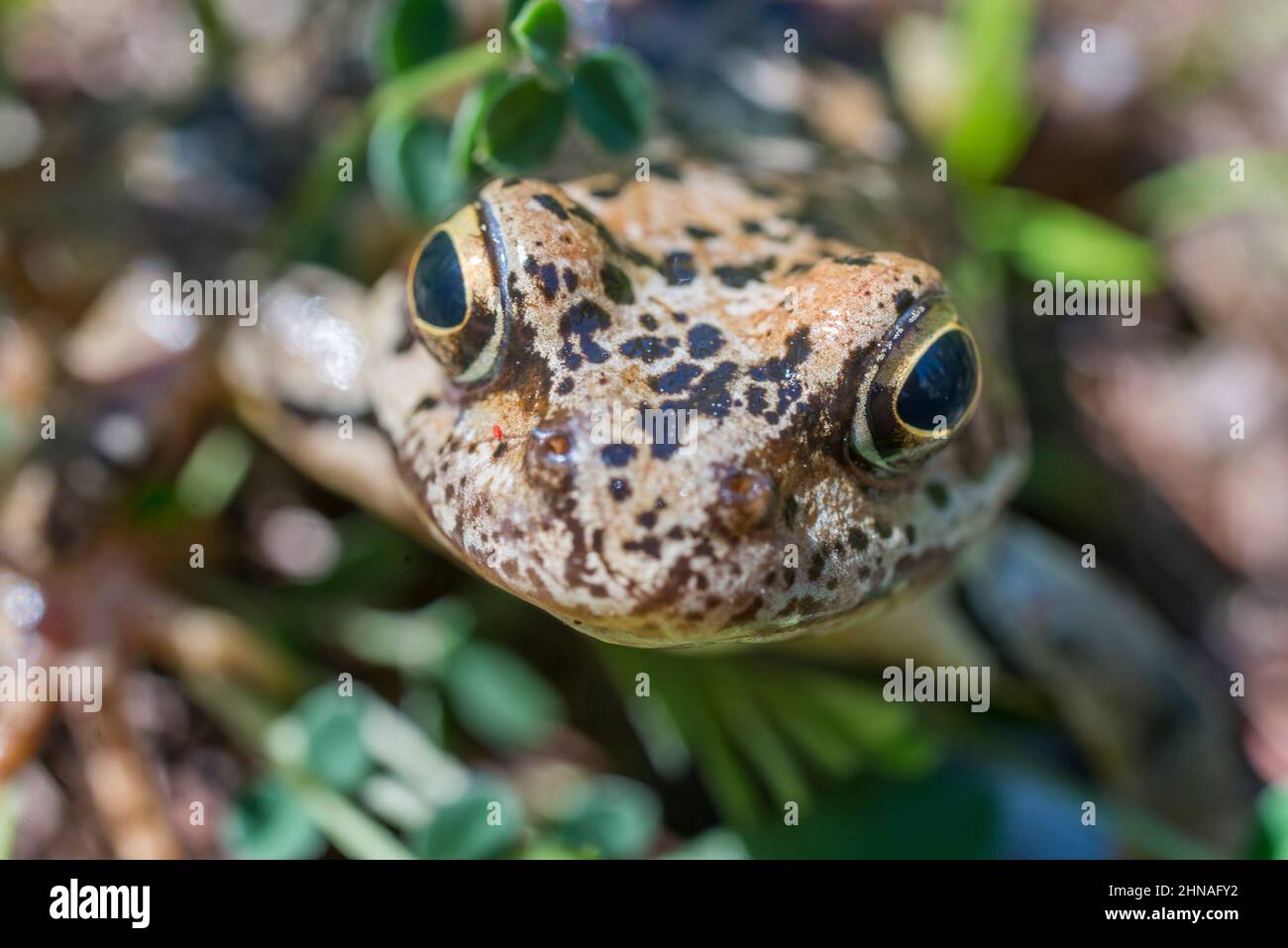 Common frog (Rana temporaria), also known as the European common frog ...