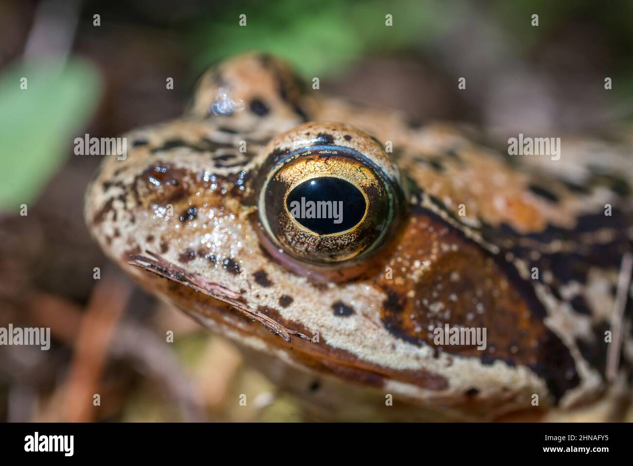 Common frog (Rana temporaria), also known as the European common frog ...