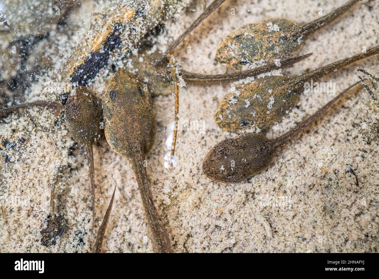 Common frog (Rana temporaria), tadpoles Stock Photo - Alamy