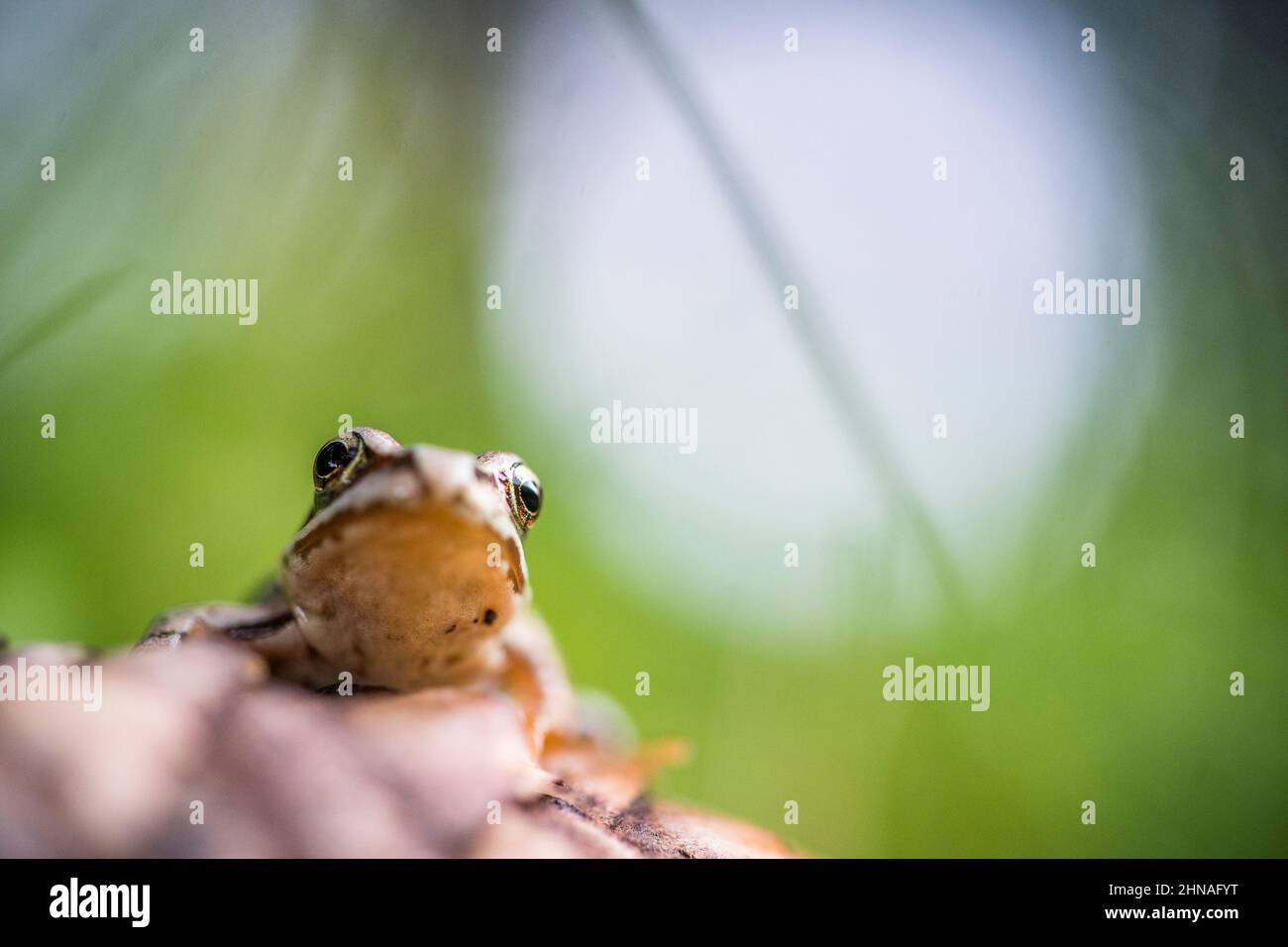 Common frog (Rana temporaria), also known as the European common frog ...