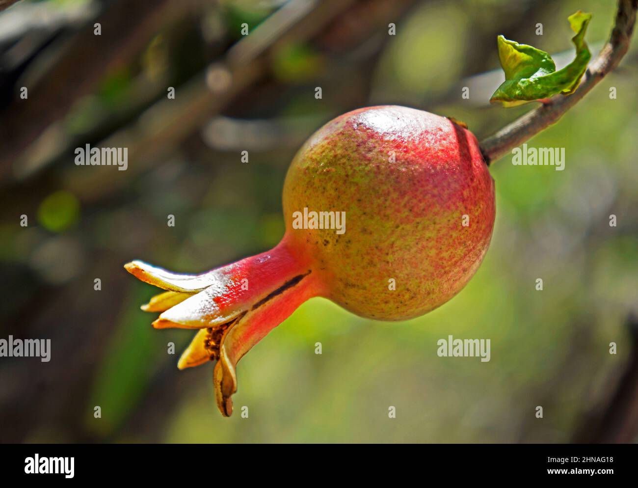 Pomegranate fruit tree growing in hi-res stock photography and images ...