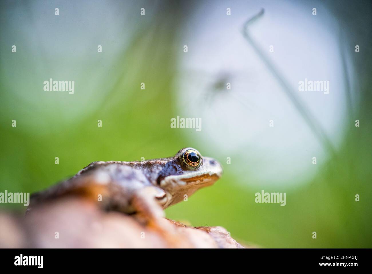 Holarctic frog hi-res stock photography and images - Alamy