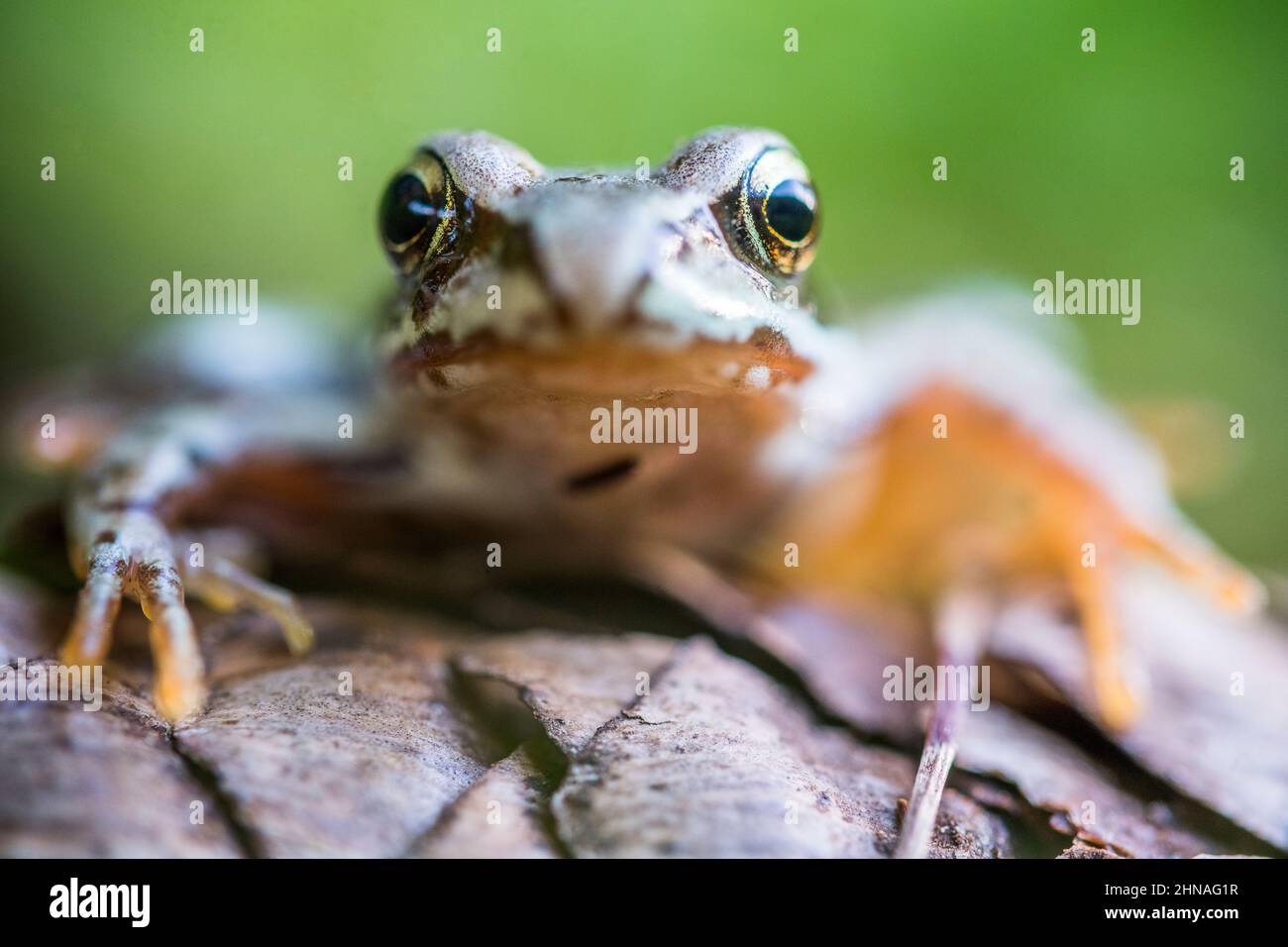 Common frog (Rana temporaria), also known as the European common frog ...