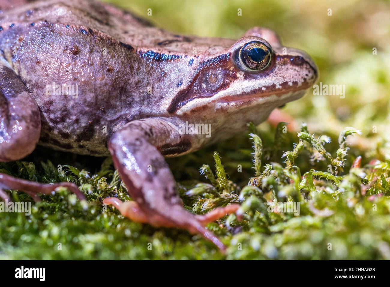 Holarctic frog hi-res stock photography and images - Alamy