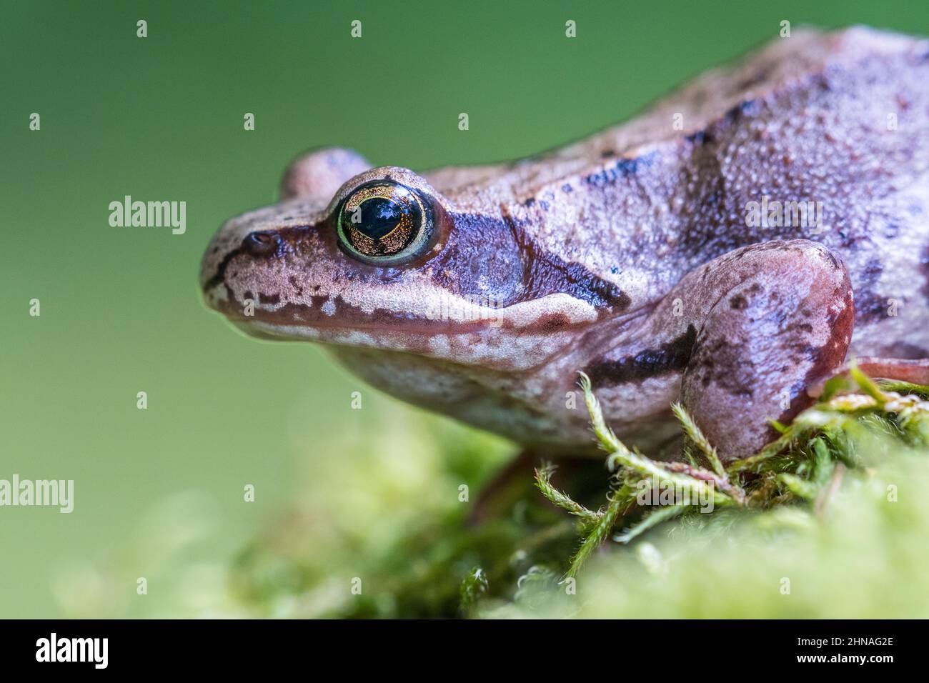 European holarctic true frog hi-res stock photography and images - Alamy