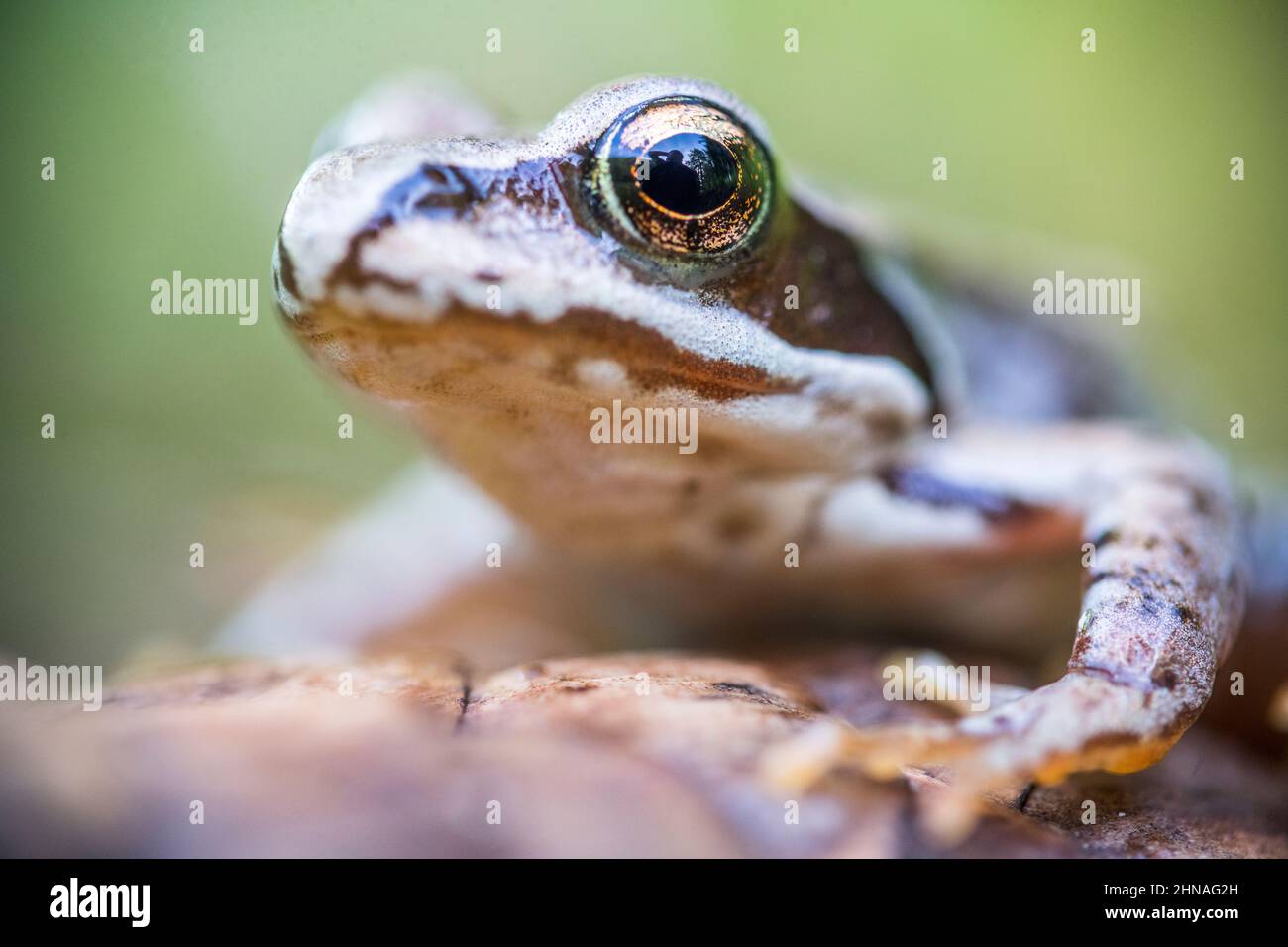 Holarctic frog hi-res stock photography and images - Alamy