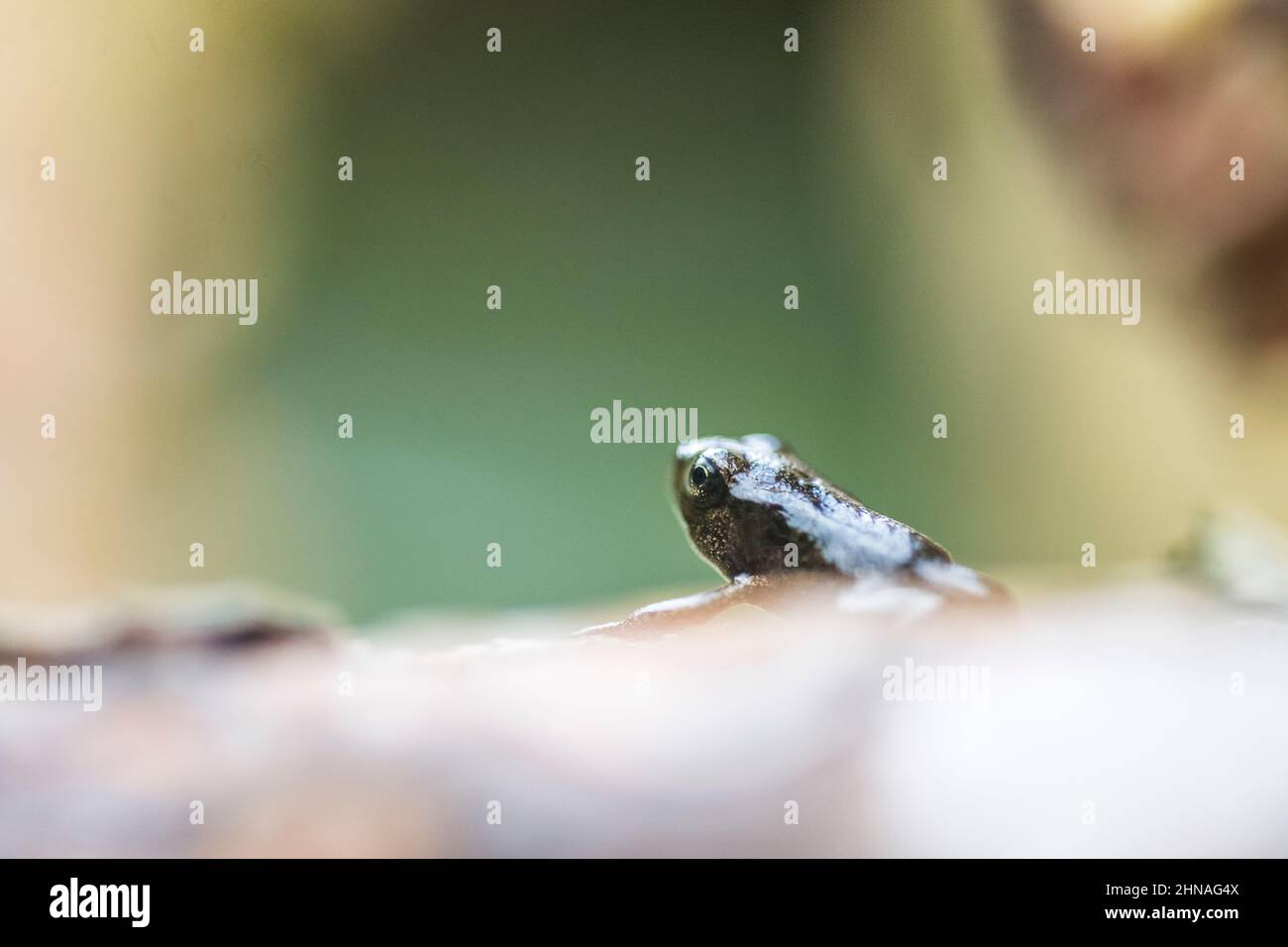 Common frog (Rana temporaria), also known as the European common frog ...