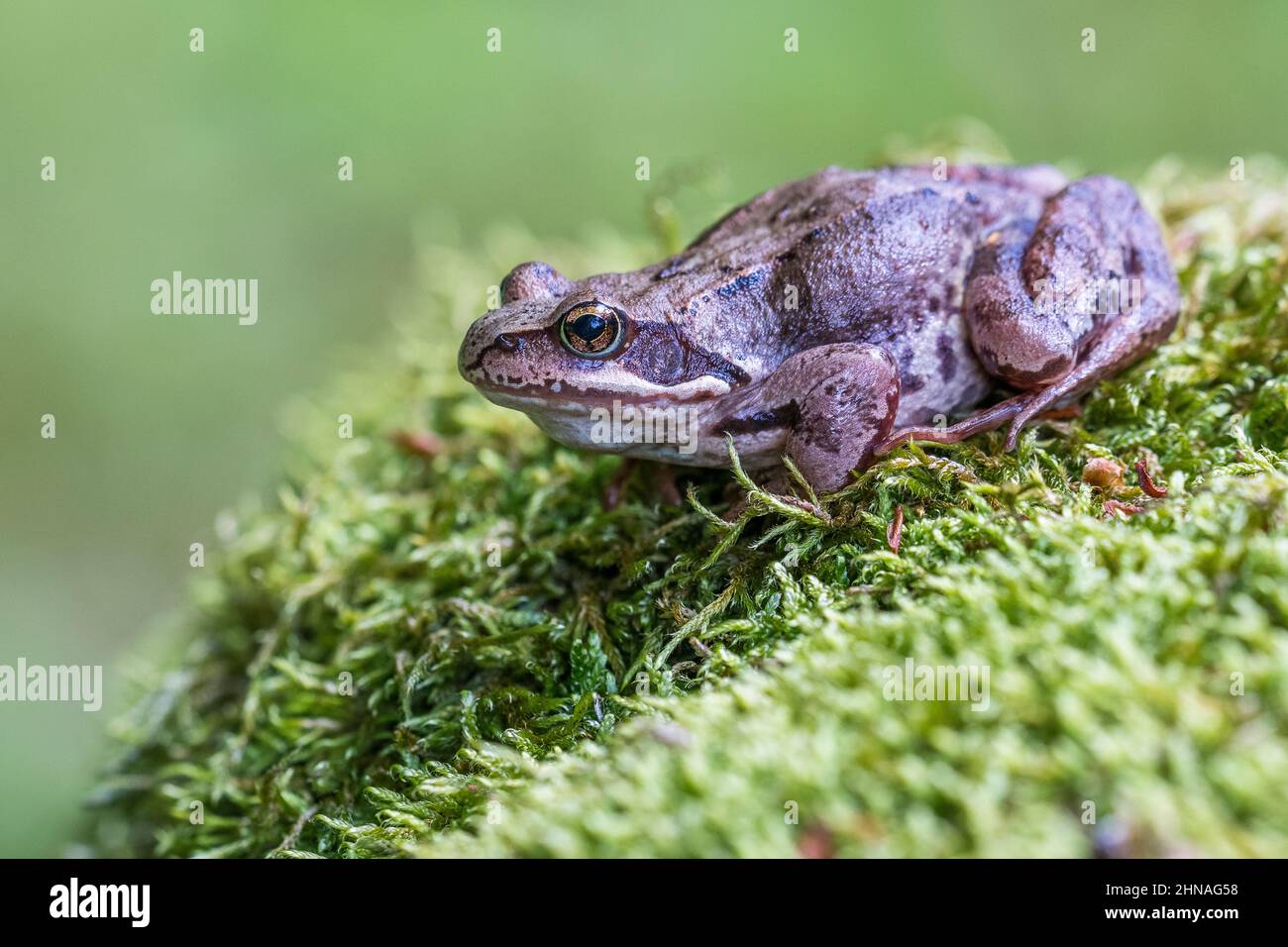 Common frog (Rana temporaria), also known as the European common frog ...