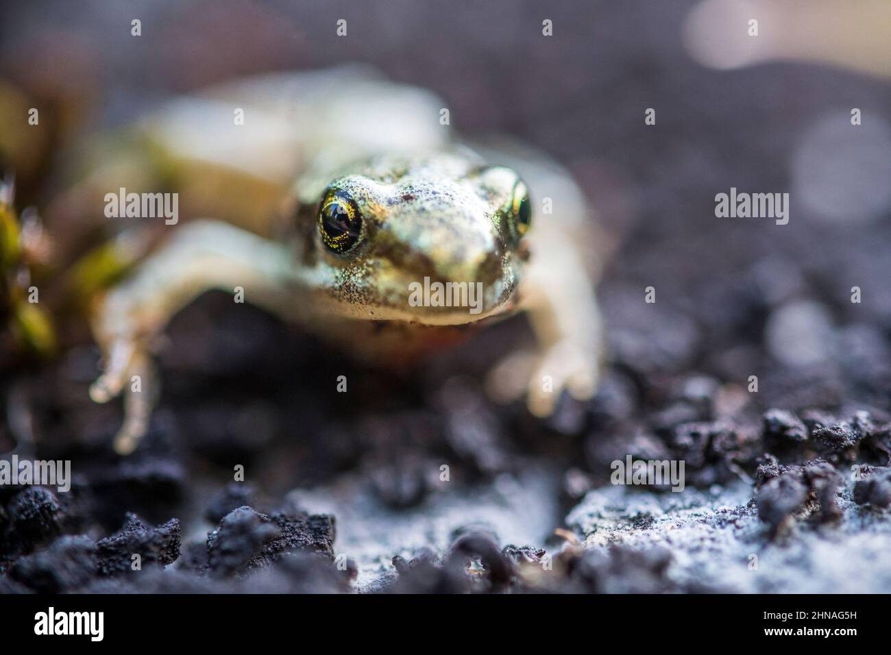 Holarctic frog hi-res stock photography and images - Alamy