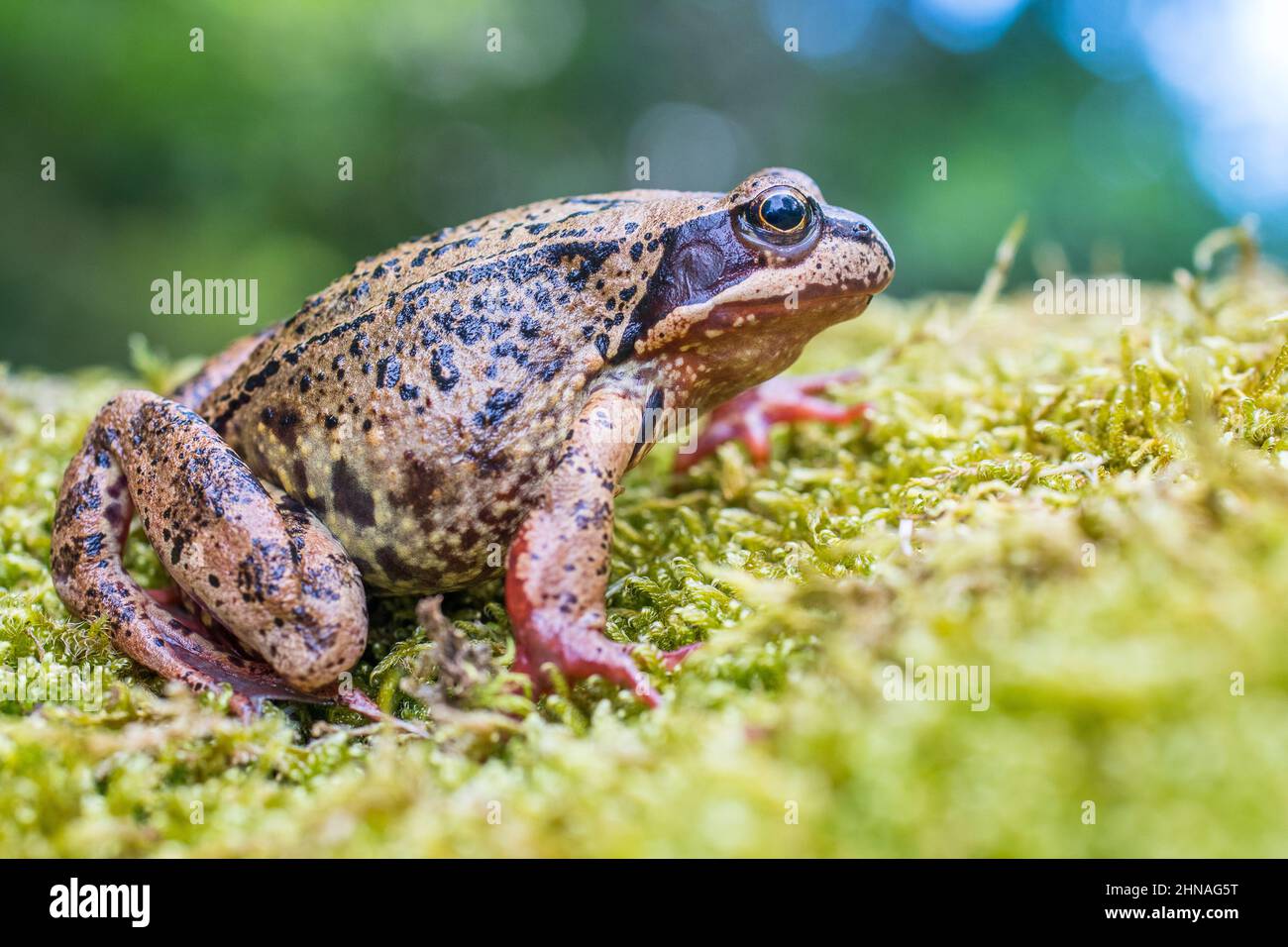 European holarctic true frog hi-res stock photography and images - Alamy