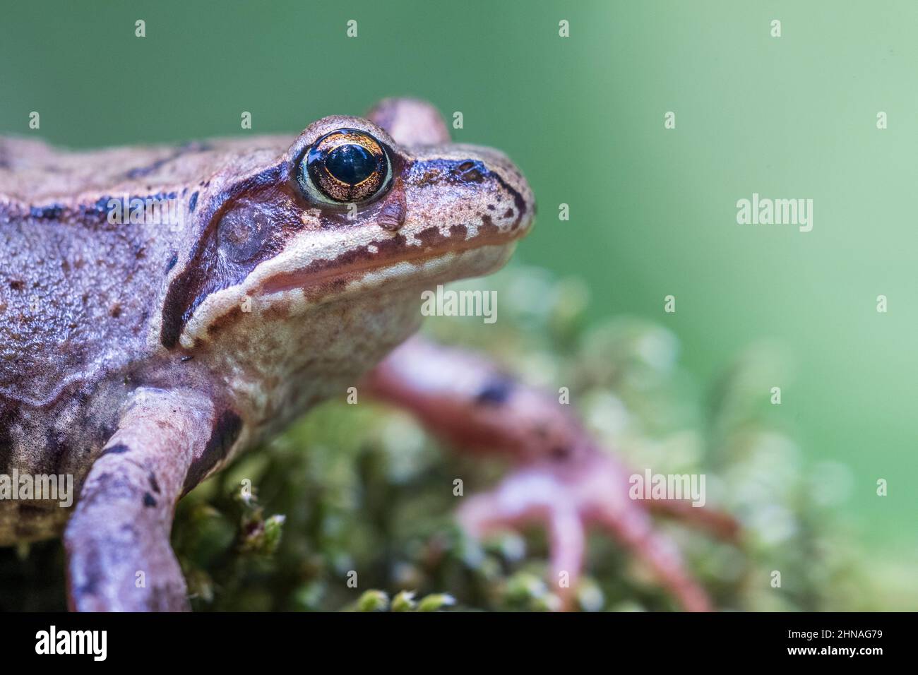 Holarctic frog hi-res stock photography and images - Alamy