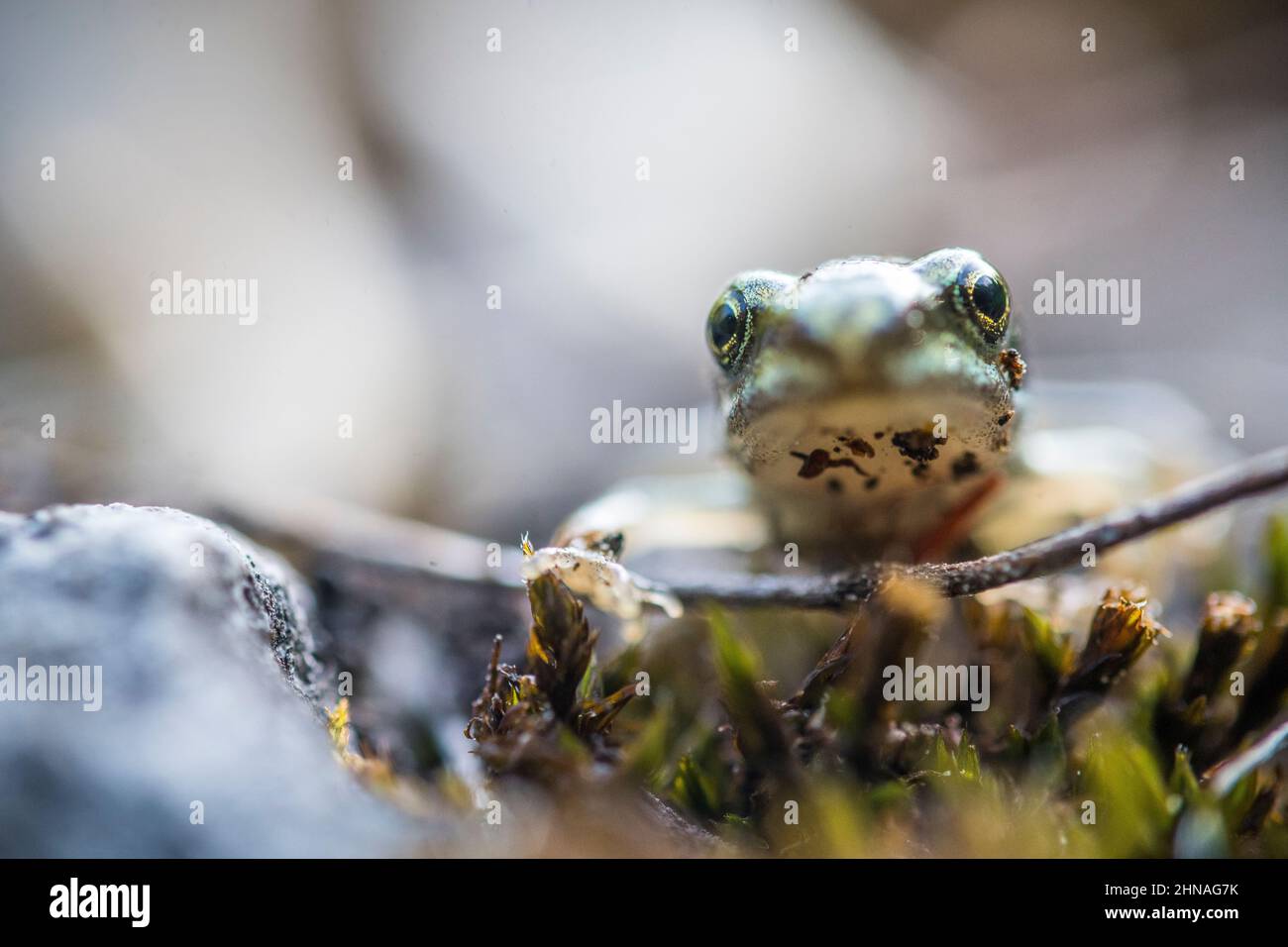 Common frog (Rana temporaria), also known as the European common frog ...