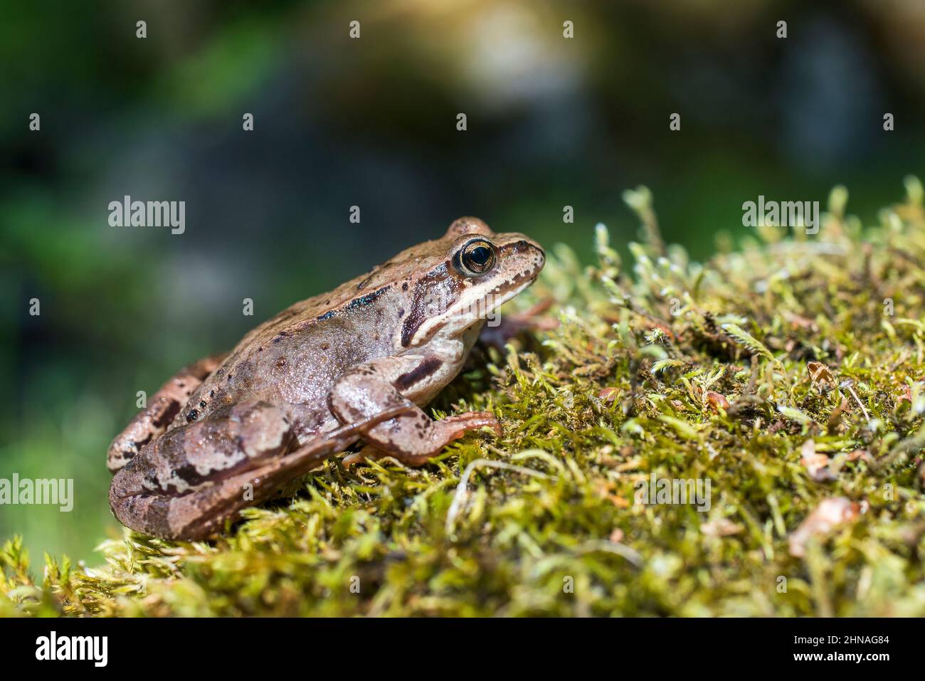 Common frog (Rana temporaria), also known as the European common frog ...