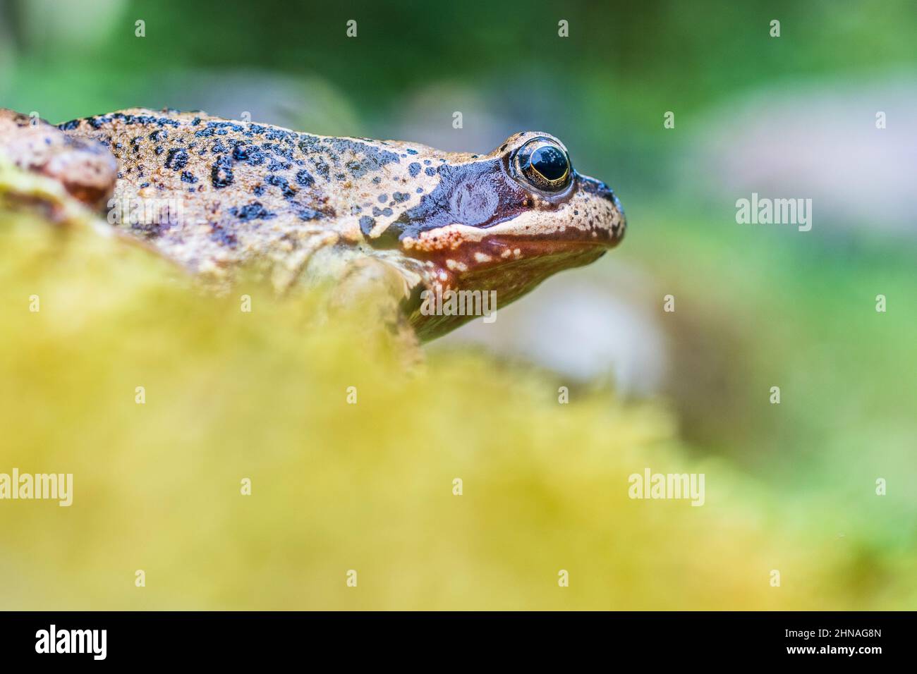 Common frog (Rana temporaria), also known as the European common frog ...